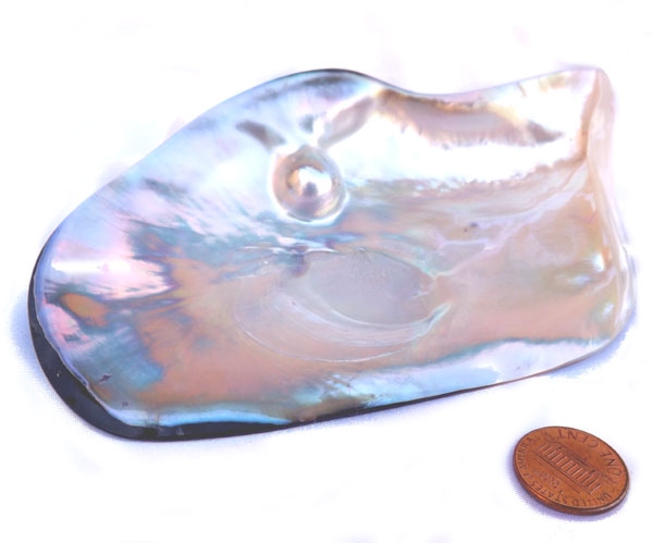 Luxurious Accessory -Half Shell Inlaid with Real Pearls